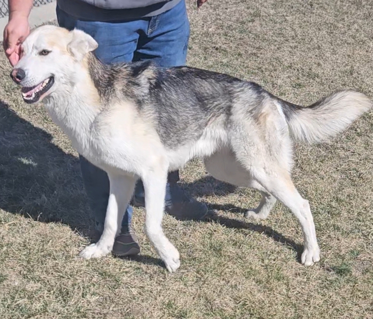 Animal Shelter – City of Atlantic